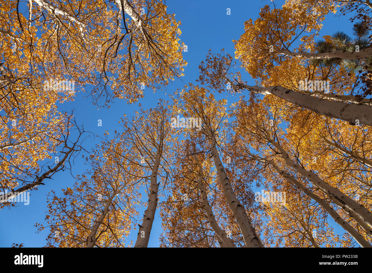 Aspen trees in fall foliage, Inyo National Forest, California, United ...