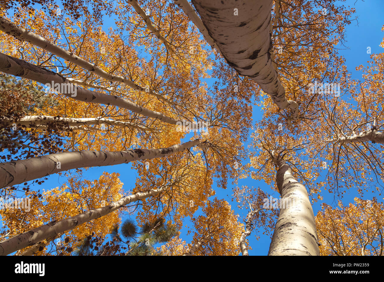 Aspen trees in fall foliage, Inyo National Forest, California, United ...