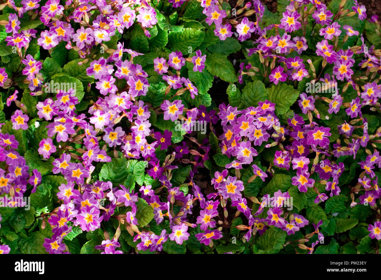 violet flowers background Stock Photo - Alamy