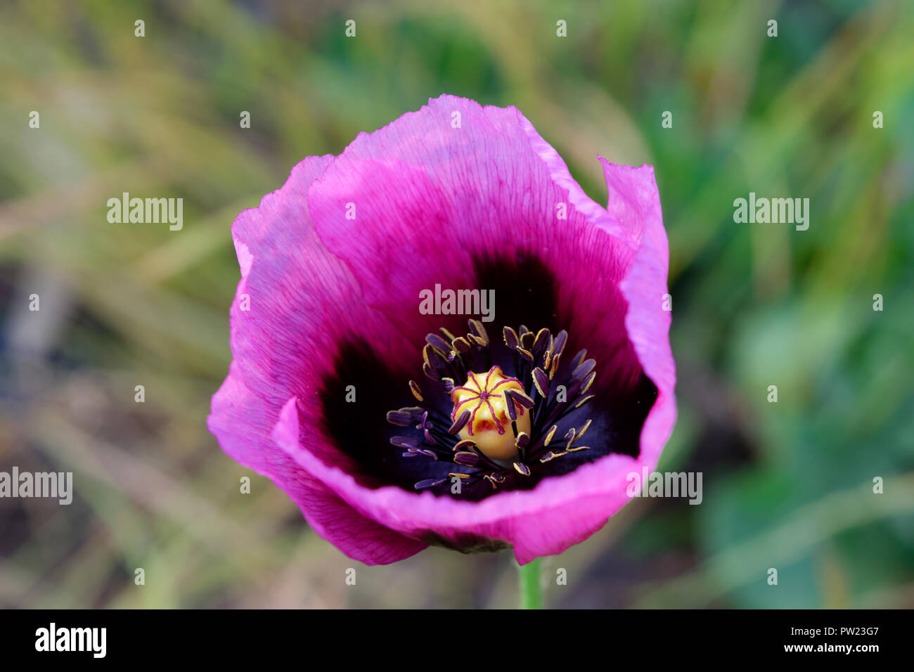 Wild fuchsia chile hi-res stock photography and images - Alamy