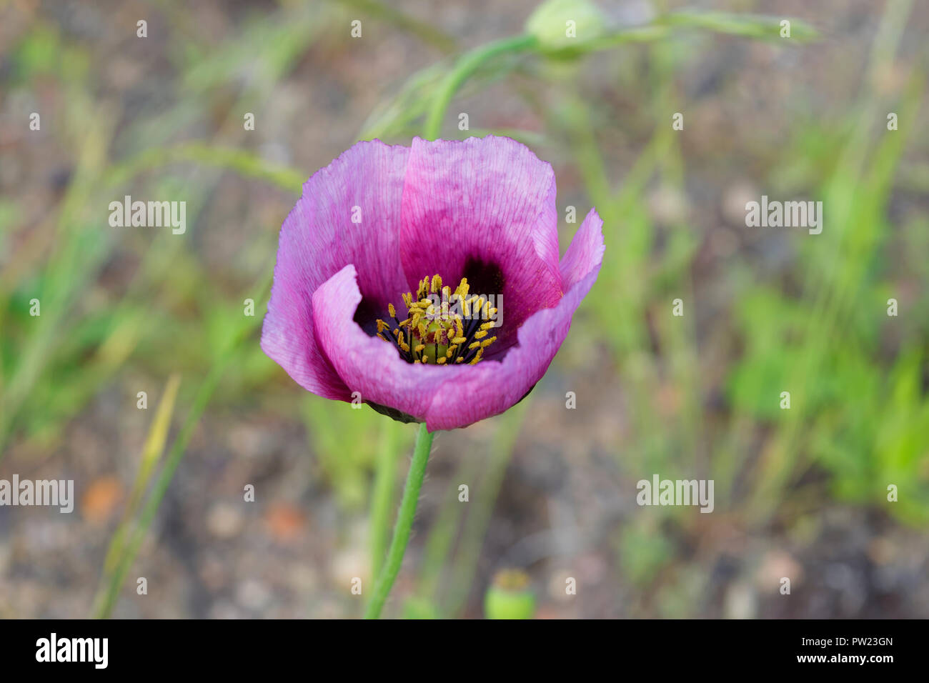 Flora of northern chile hi-res stock photography and images - Alamy
