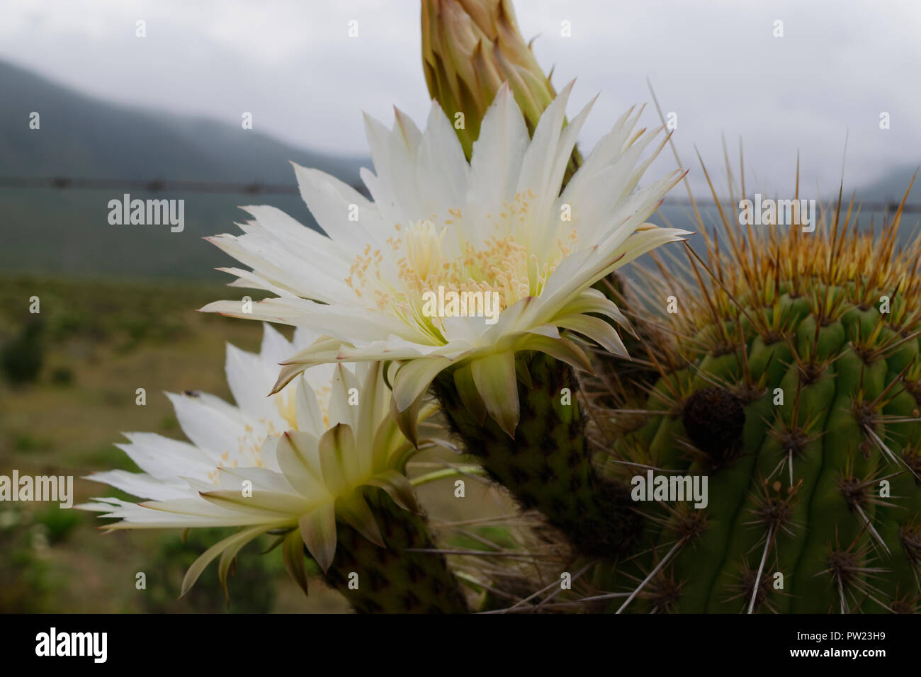 Chile atacama cactus hi-res stock photography and images - Alamy