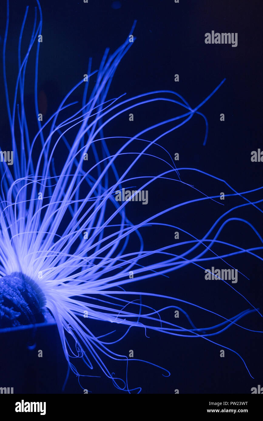 Blue neon seaweed in dark aquarium with tentacles floating Stock Photo ...