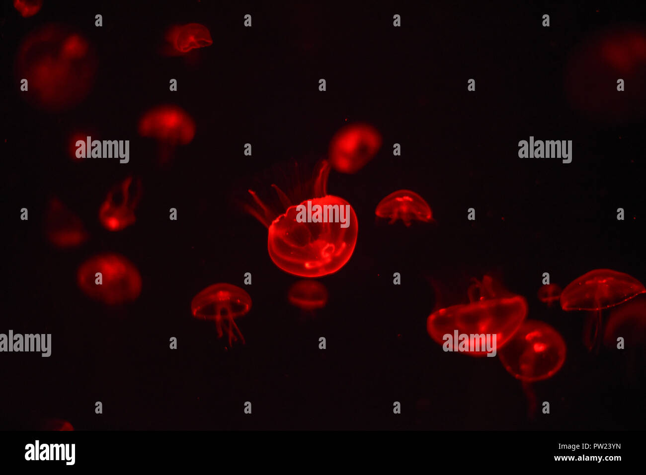 Deep red jellyfish hi-res stock photography and images - Alamy