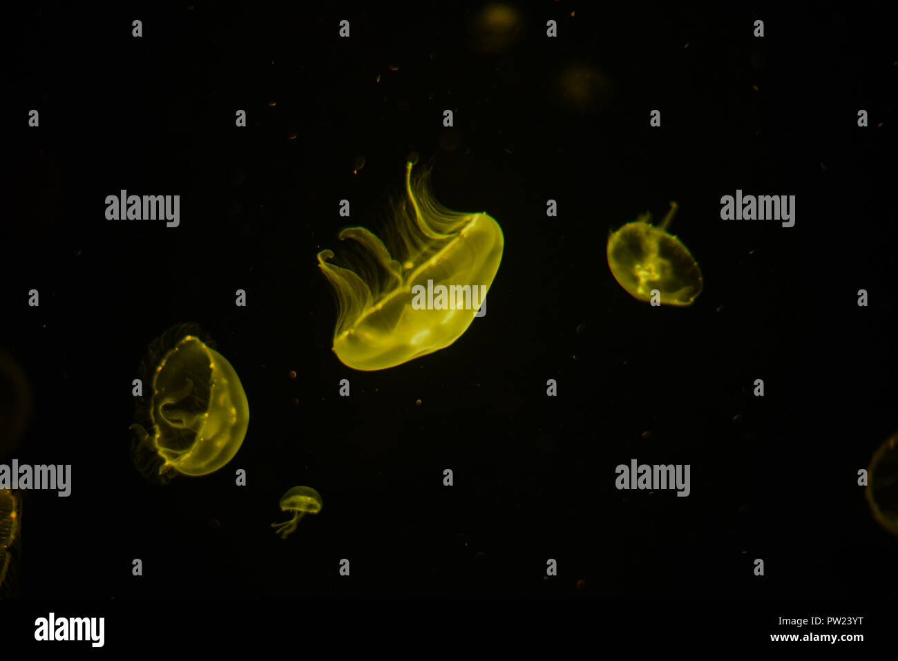Yellow jellyfish hi-res stock photography and images - Alamy