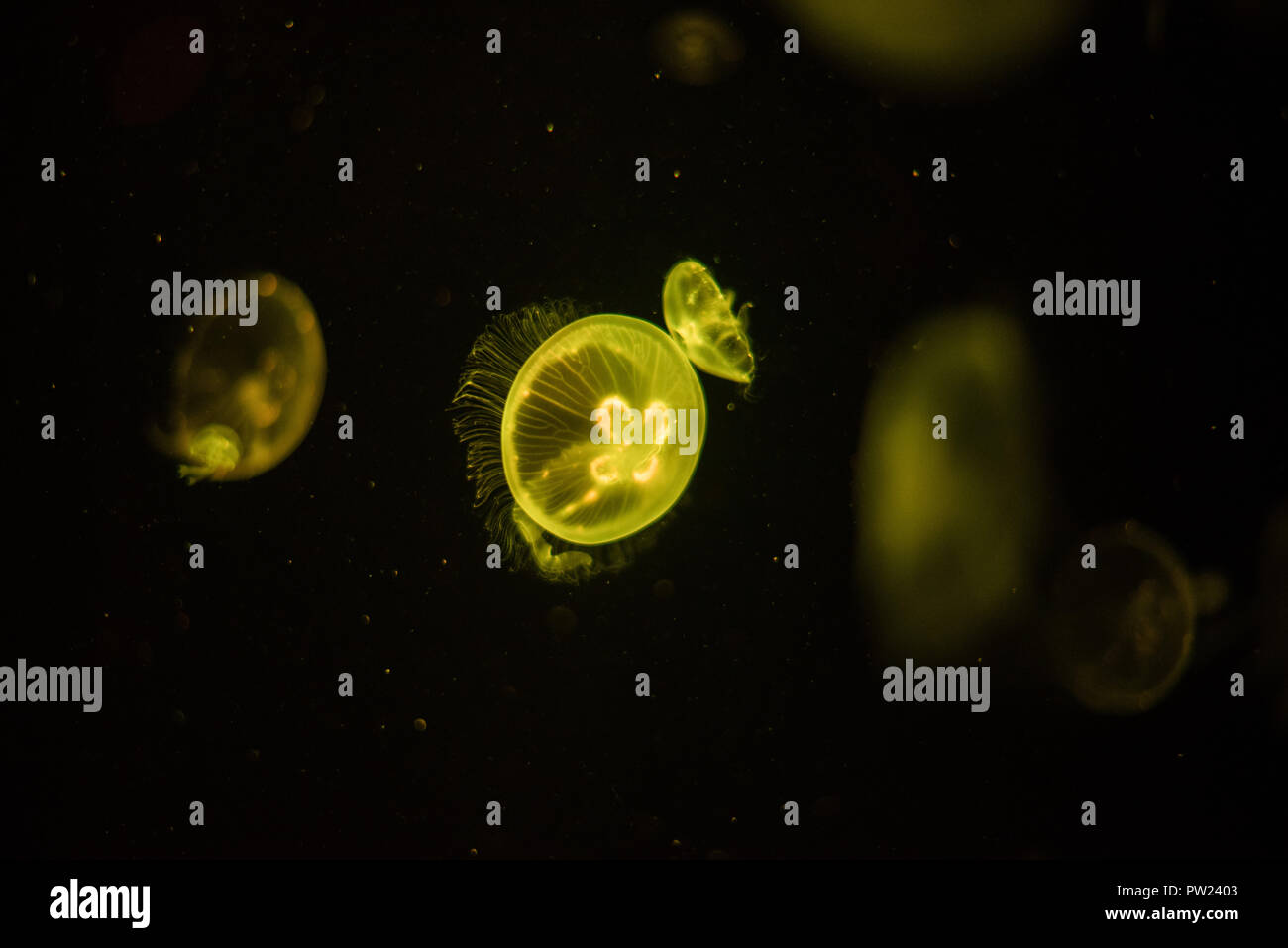 Yellow jellyfish hi-res stock photography and images - Alamy