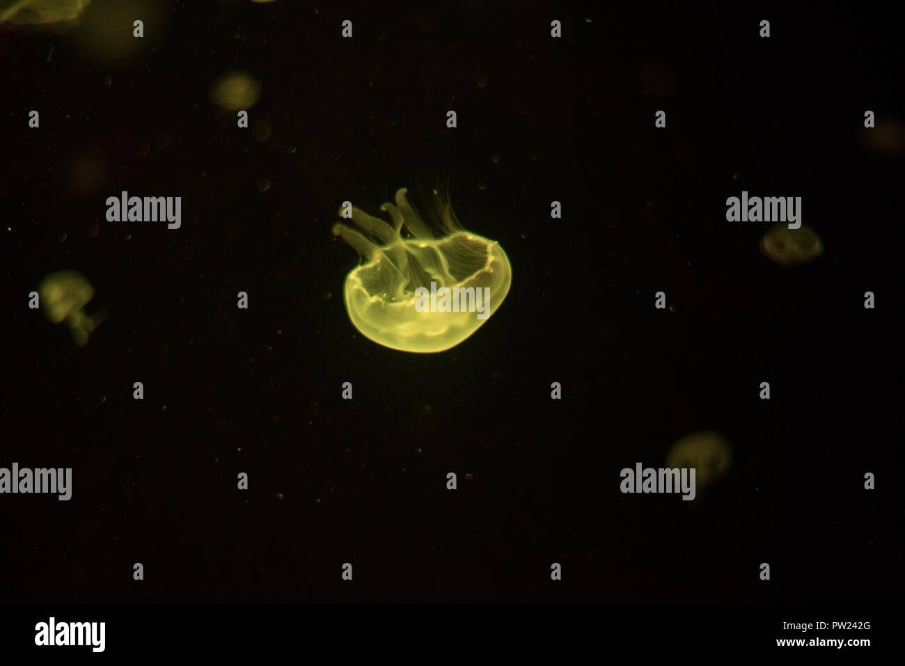 Yellow jellyfish in dark aquarium with many other jellies floating on ...