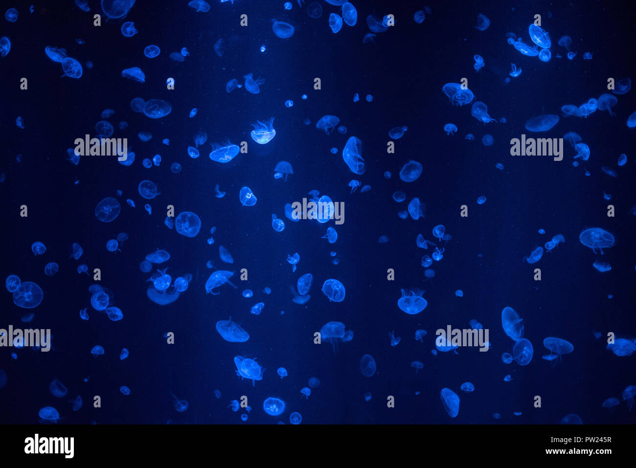 Blue jellyfish in dark aquarium with many other jellies floating on the ...