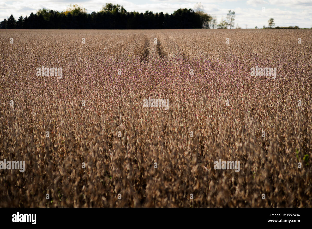 Soybeans ready for harvest in a northern Illinois field Stock Photo - Alamy