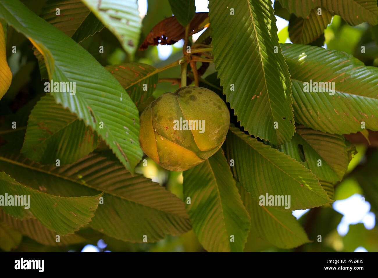 Elephant apple or chulta fruit dillenia indica hi-res stock photography ...