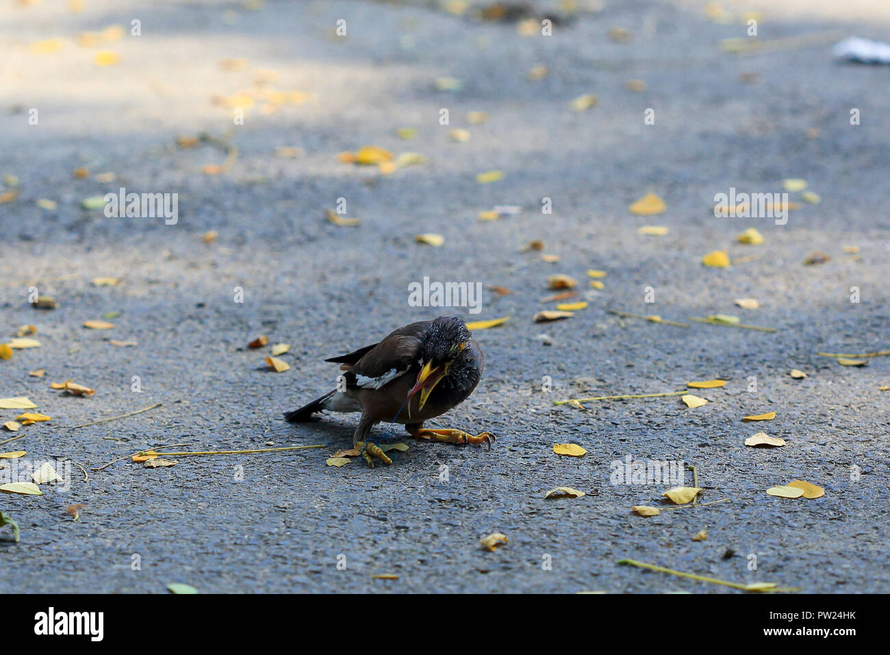 Plastic yarn stuck with the feet and peak of a young myna. Naogaon ...