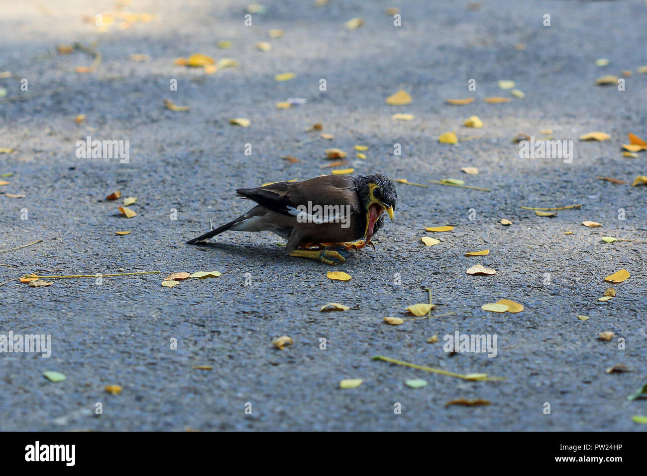 Plastic yarn stuck with the feet and peak of a young myna. Naogaon ...
