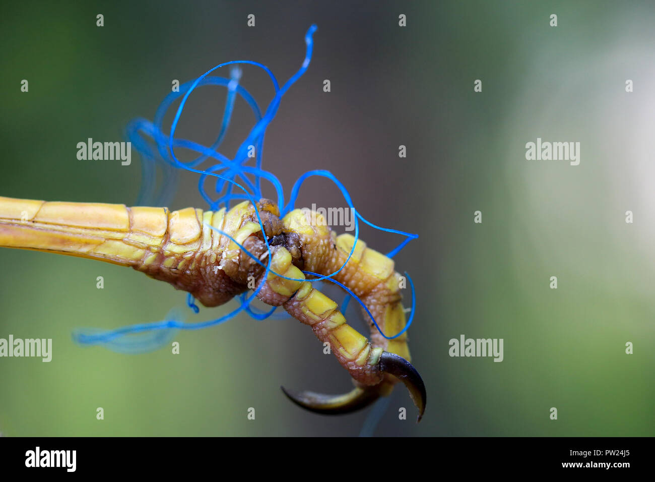 Plastic yarn stuck with the feet of a young myna. Naogaon, Bangladesh ...