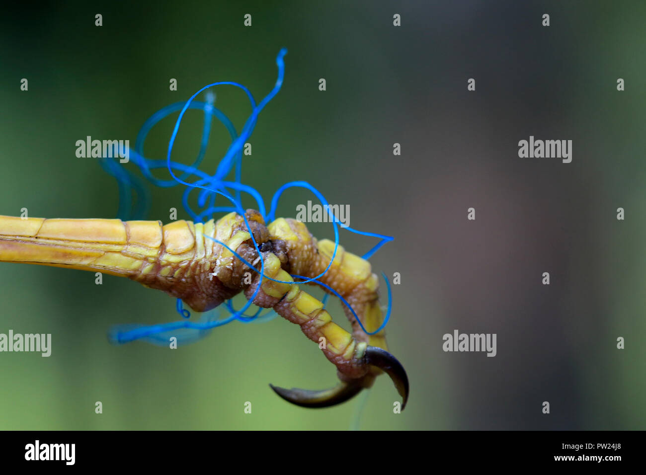 Plastic yarn stuck with the feet of a young myna. Naogaon, Bangladesh ...