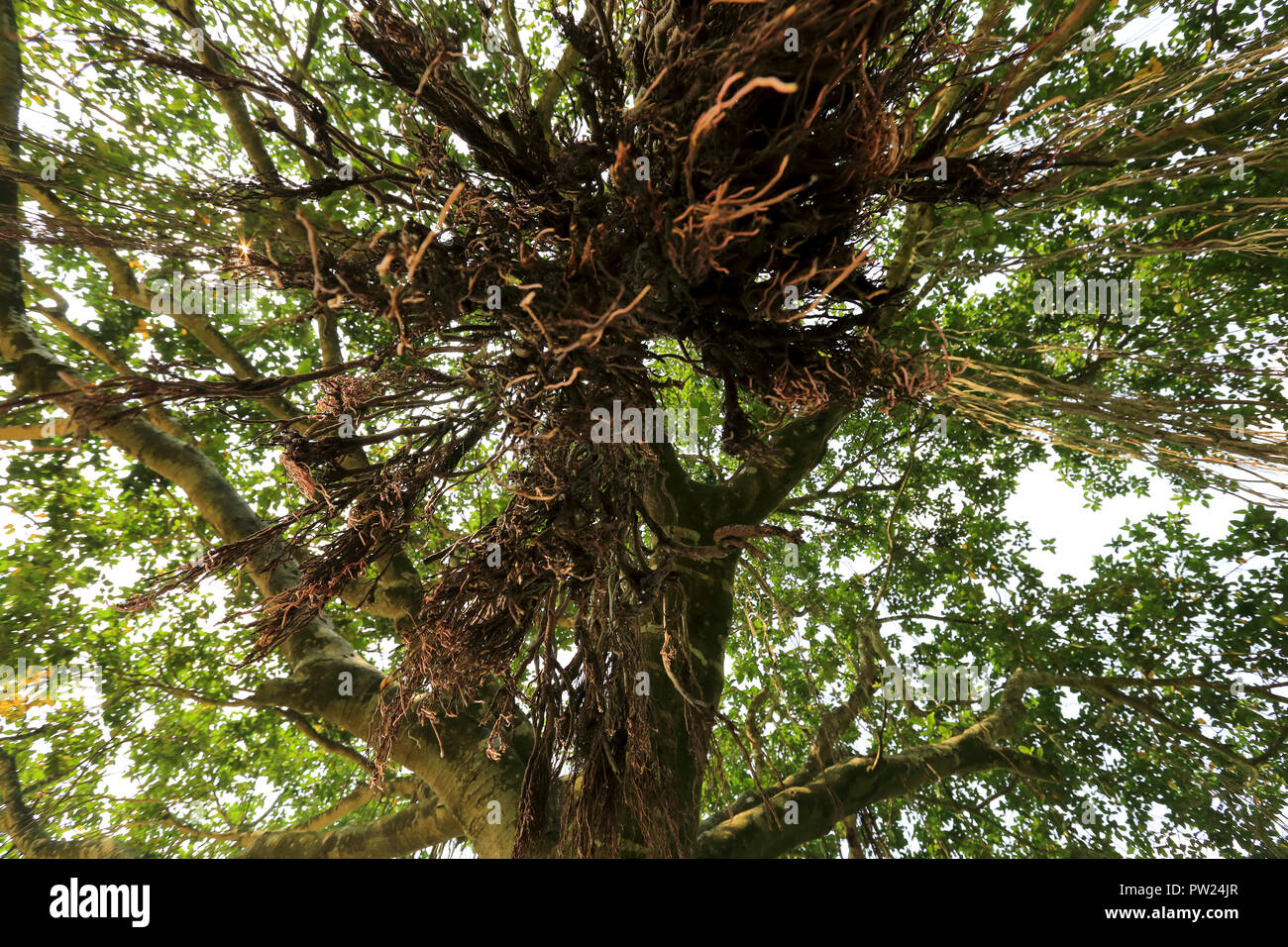 Trunks of a banyan tree at Shibganj. Bogra, Bangladesh Stock Photo - Alamy