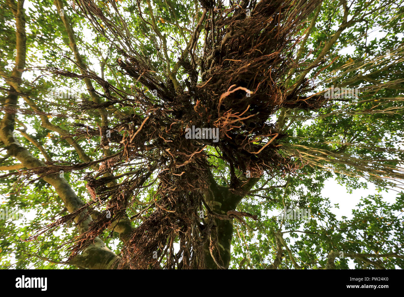 Trunks of a banyan tree at Shibganj. Bogra, Bangladesh Stock Photo - Alamy