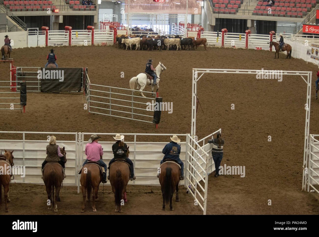 Canadian team cattle penning association hi-res stock photography and ...
