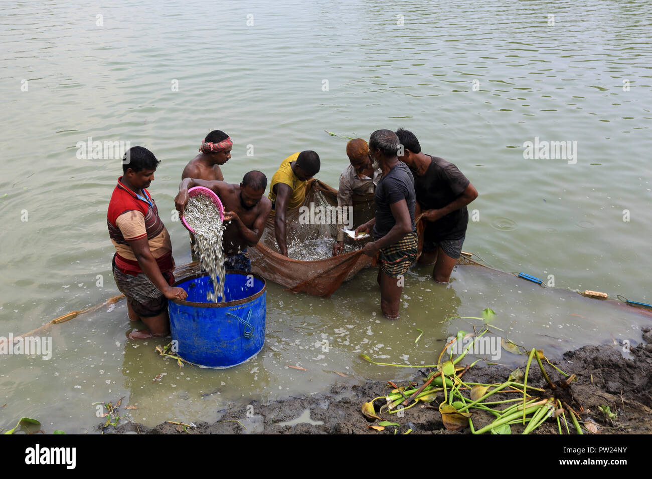 Pond fish farming hi-res stock photography and images - Alamy