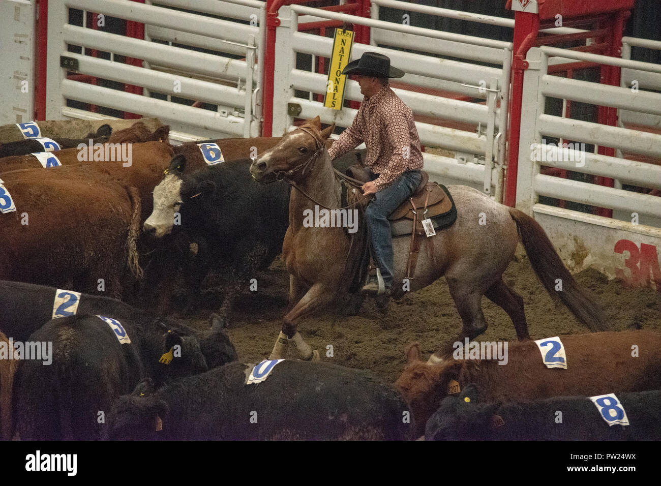 Canadian team cattle penning association hi-res stock photography and ...
