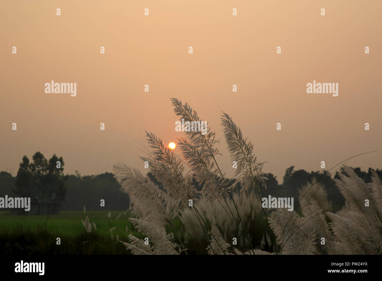 Kashphool hi-res stock photography and images - Alamy