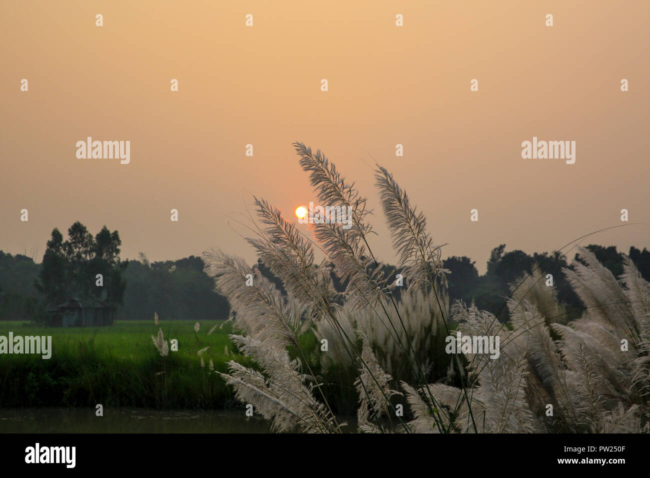 Kashphool hi-res stock photography and images - Alamy