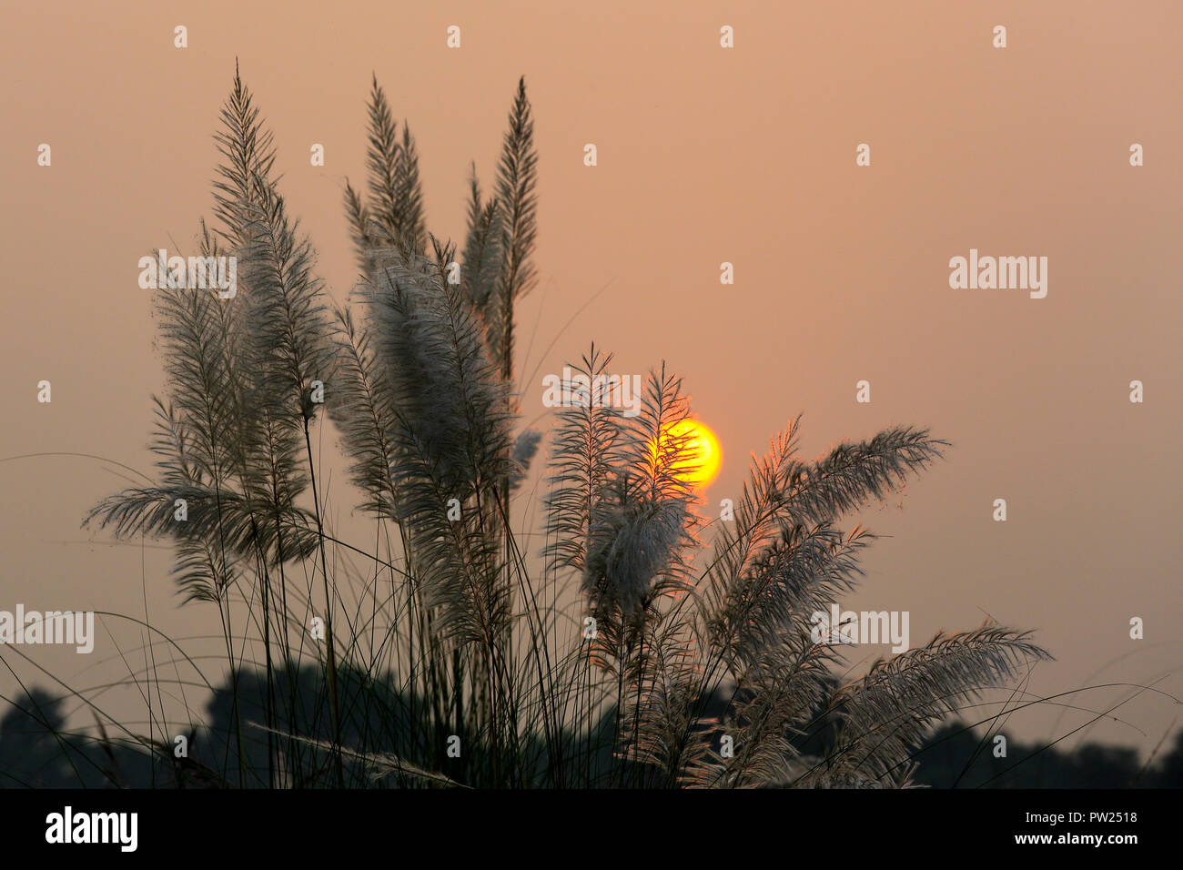 Kashphool hi-res stock photography and images - Alamy