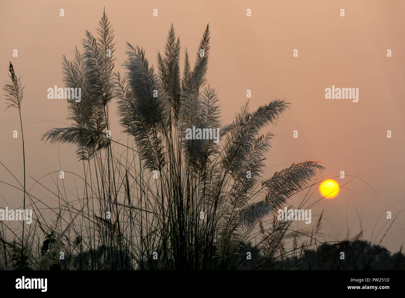 Kashphool hi-res stock photography and images - Alamy