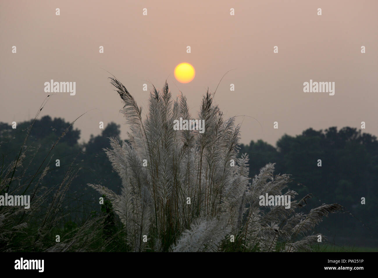 Kashphool hi-res stock photography and images - Alamy