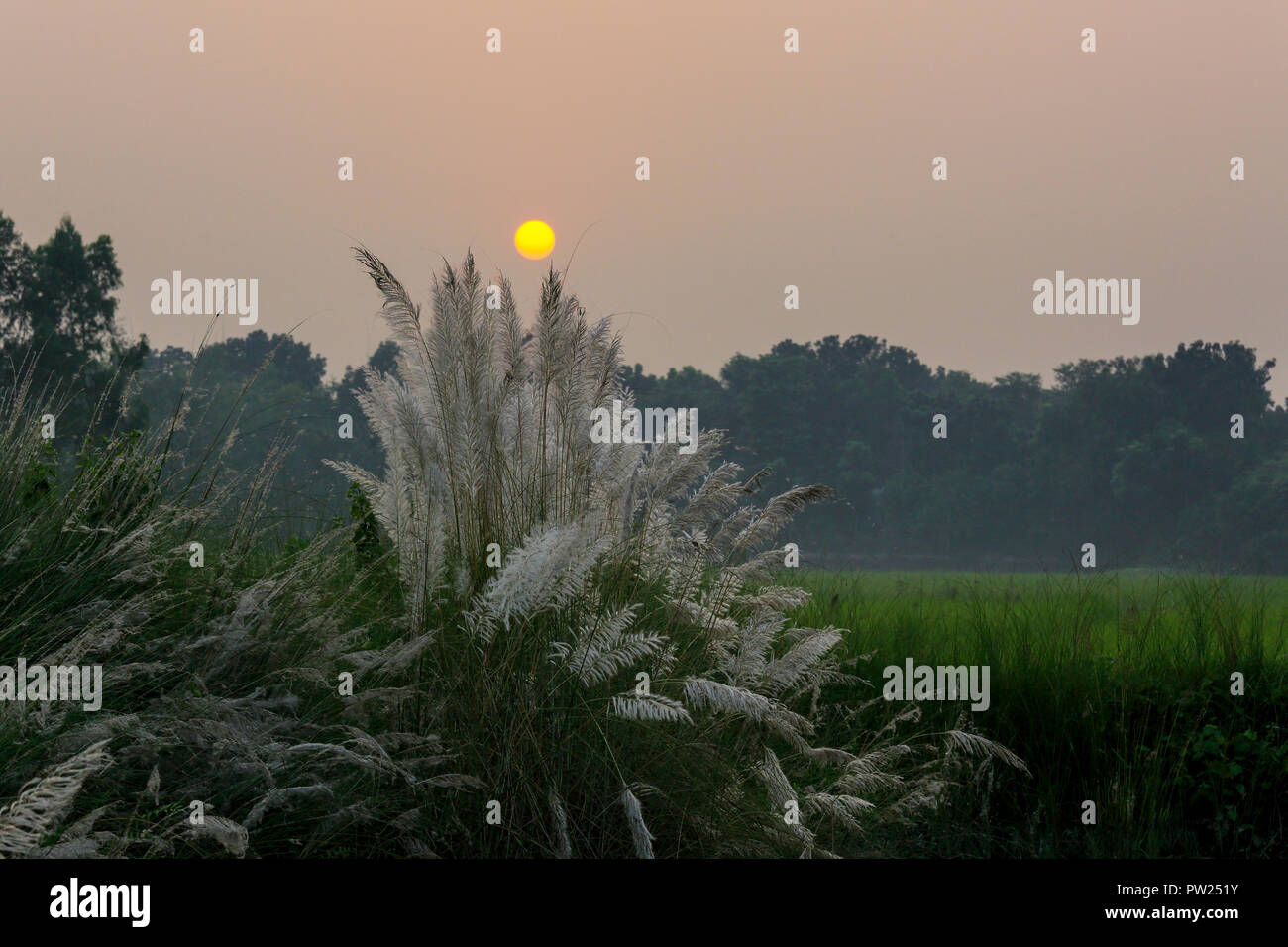 Kashphool hi-res stock photography and images - Alamy