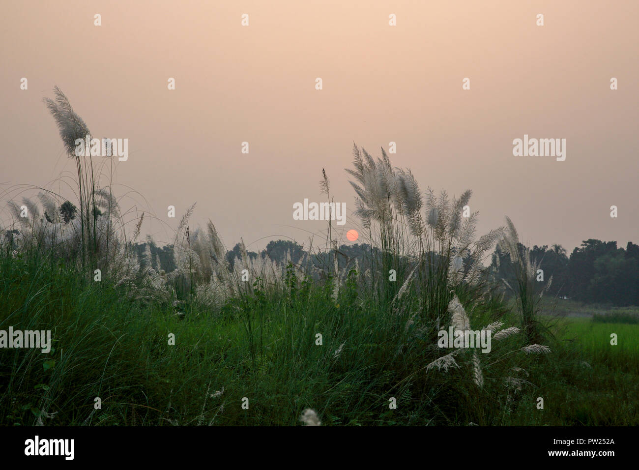 Catkins (Kashphool) in autumn. Dhaka, Bangladesh Stock Photo - Alamy