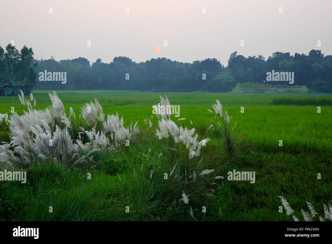 Kashphool hi-res stock photography and images - Alamy