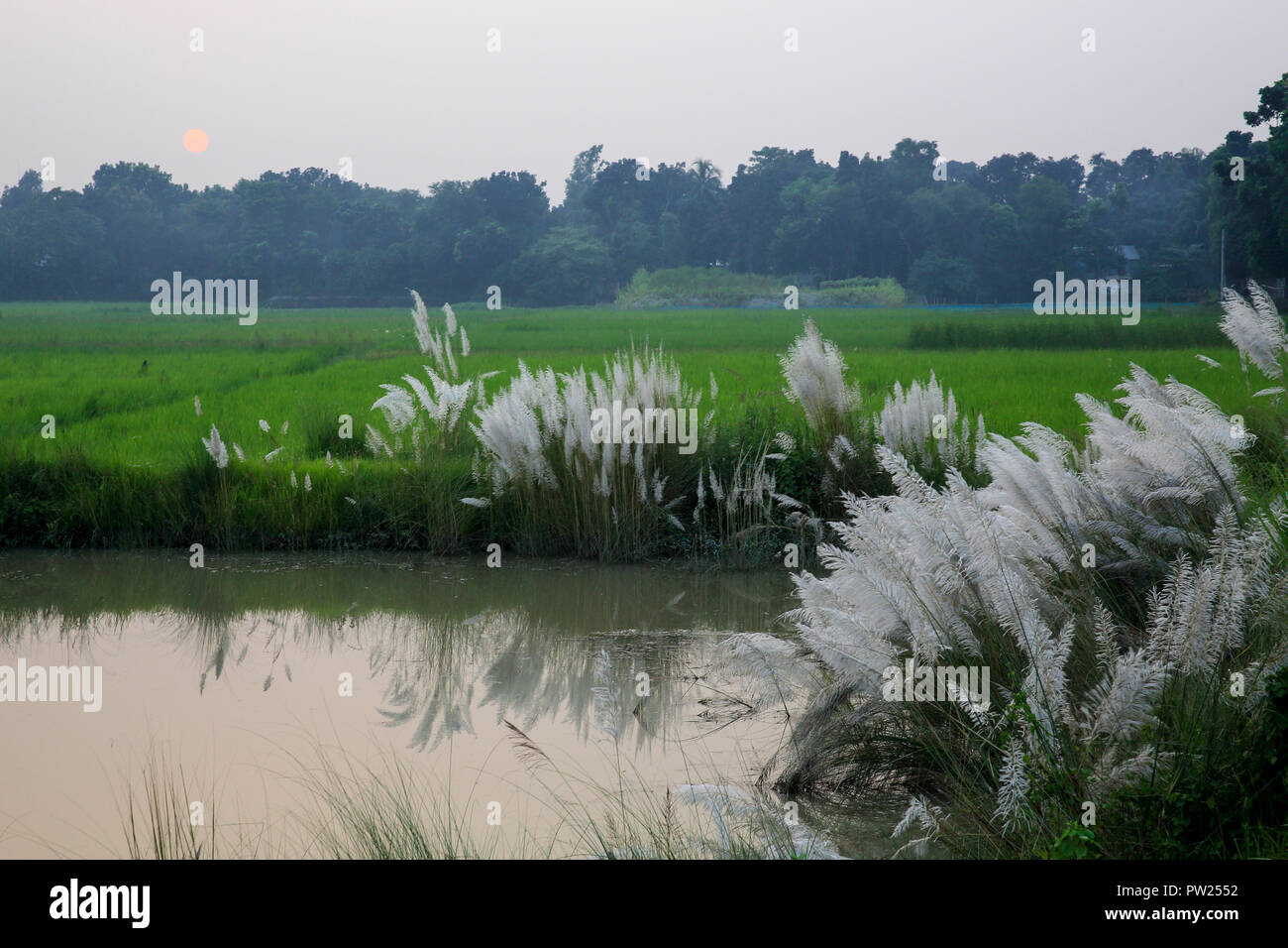 Kashphool hi-res stock photography and images - Alamy