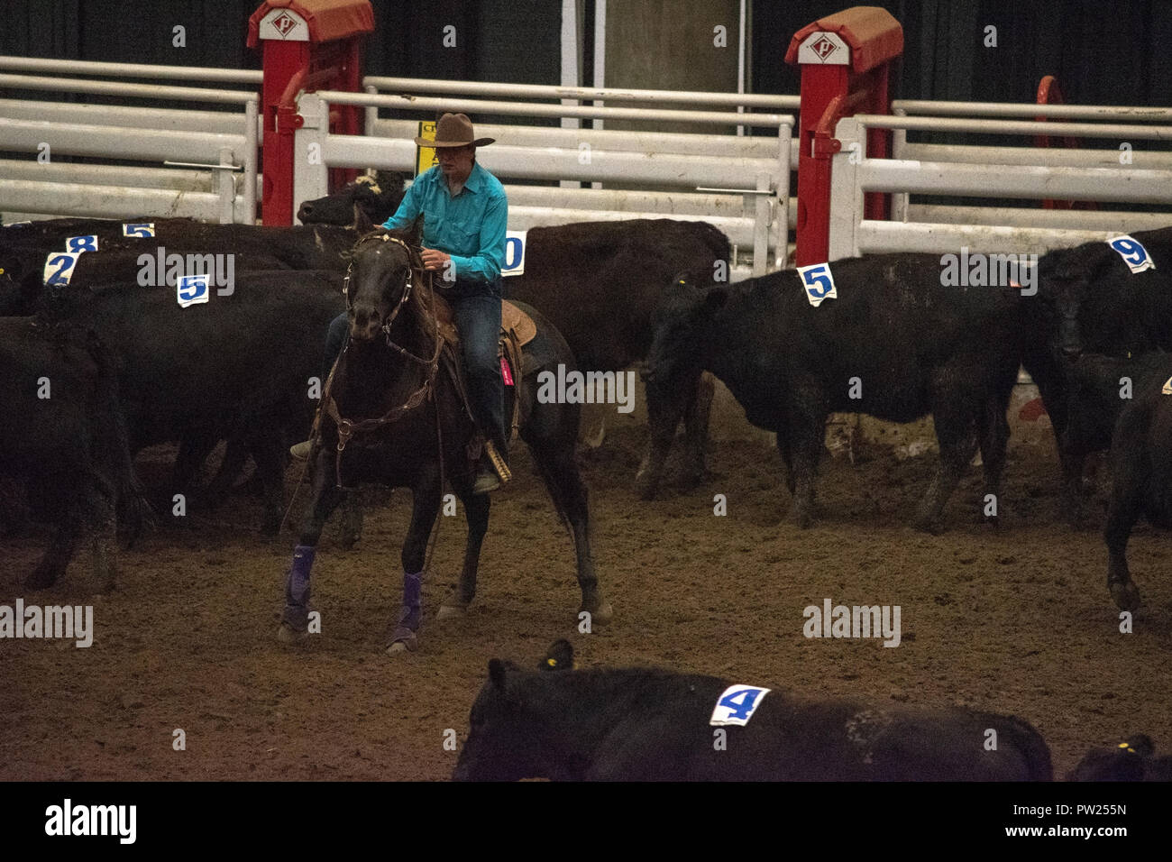 Canadian Team Cattle Penning Association High Resolution Stock Photography and Images - Alamy