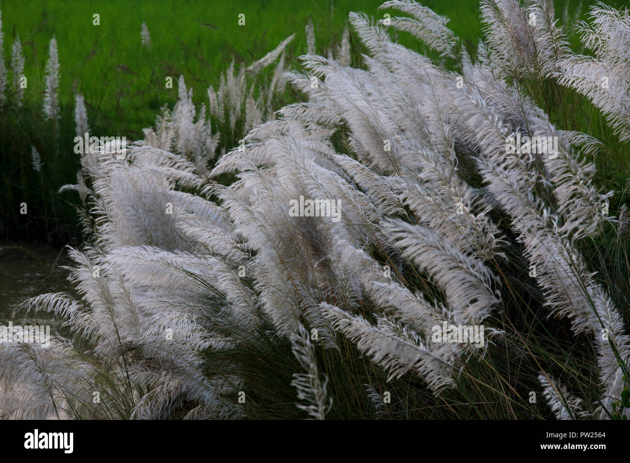 Twilight in dhaka bangladesh with natural view hi-res stock photography ...