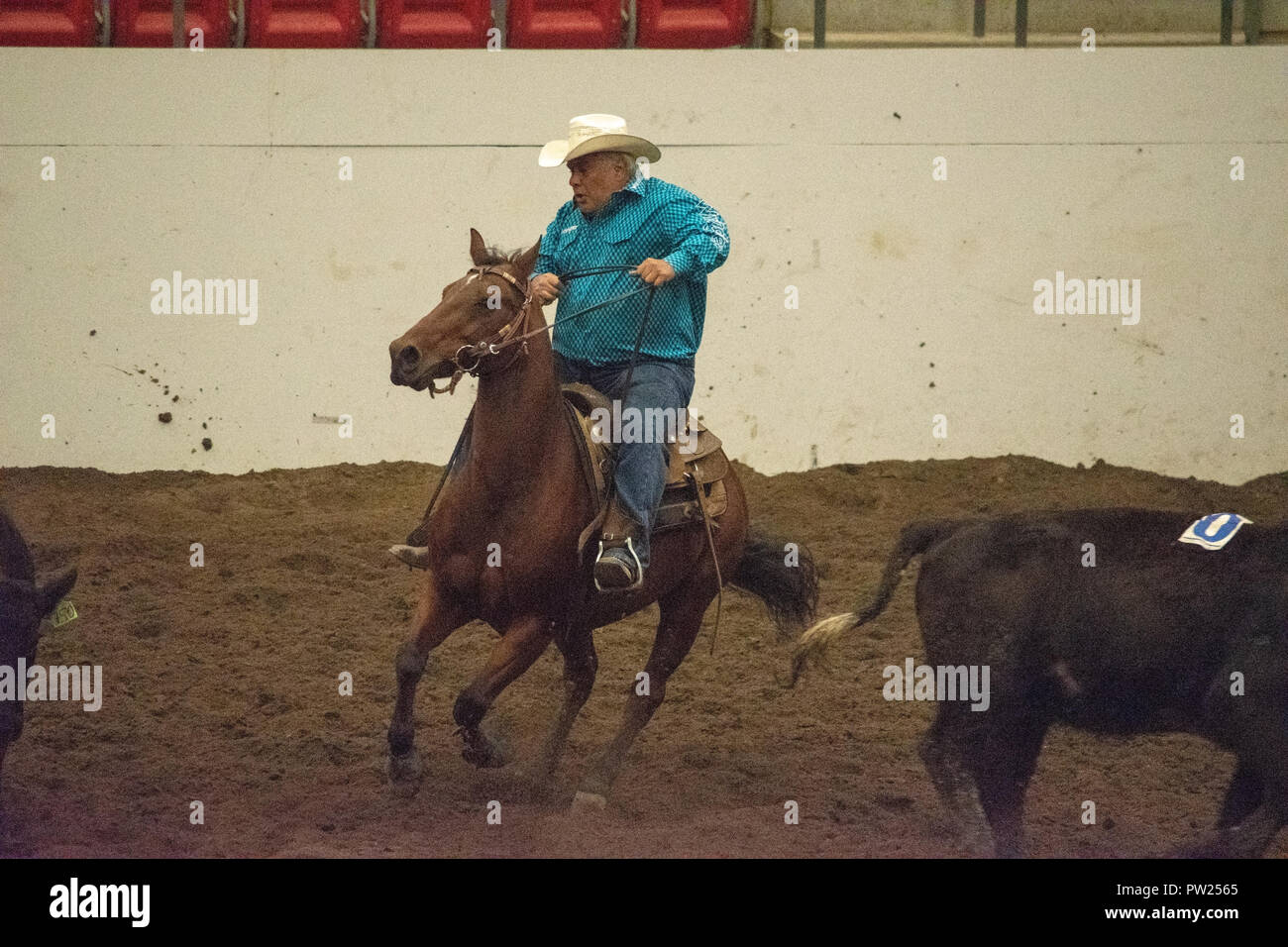 Competitors at the Canadian Team Cattle Penning Association National ...