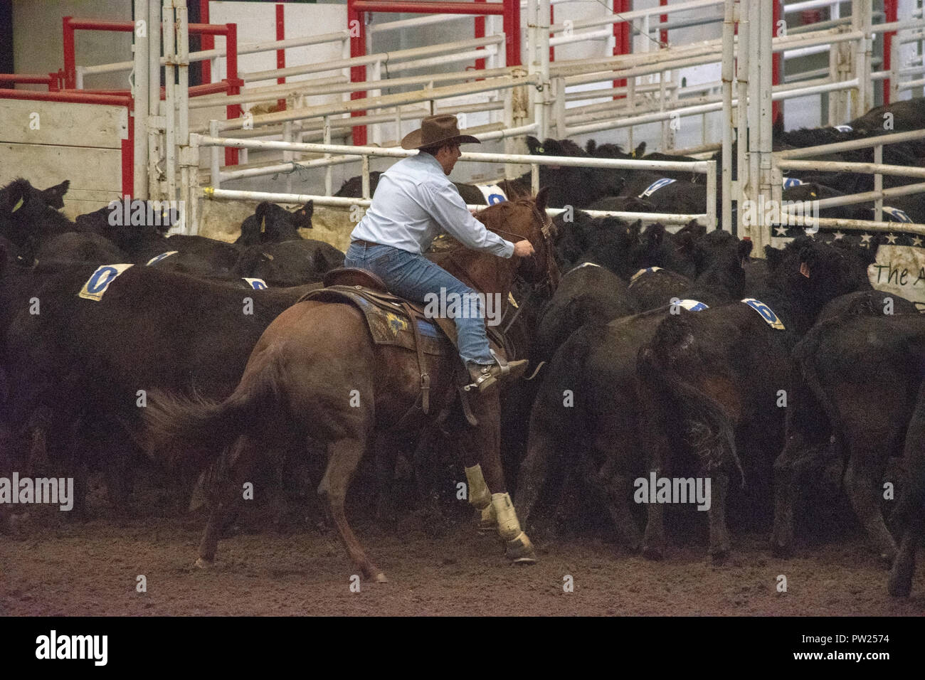 Canadian team cattle penning association hi-res stock photography and ...