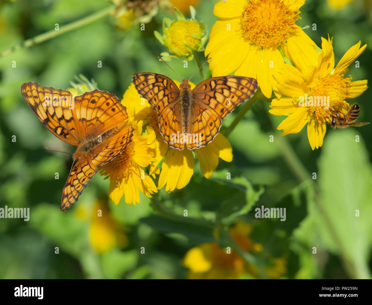 South American Butterflies High Resolution Stock Photography and Images ...