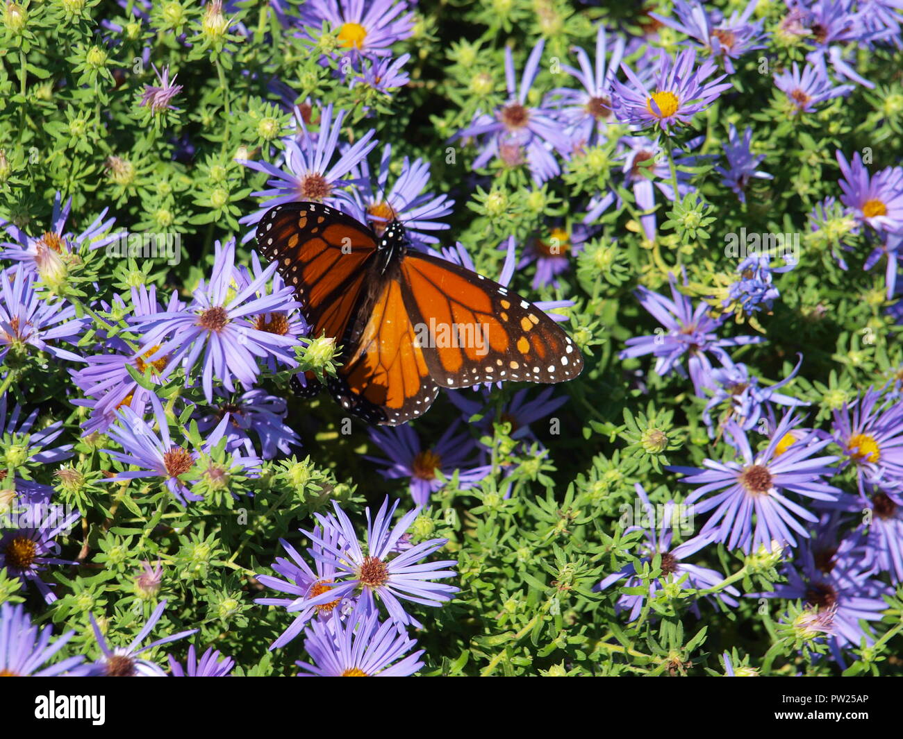 Monarch migrating through texas hi-res stock photography and images - Alamy