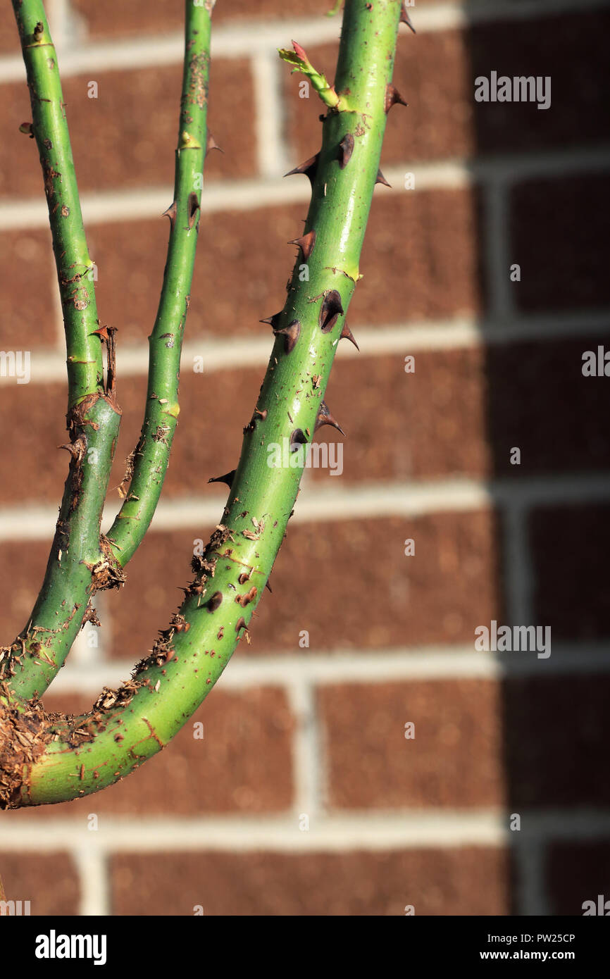 Propagate by hardwood cuttings hi-res stock photography and images - Alamy