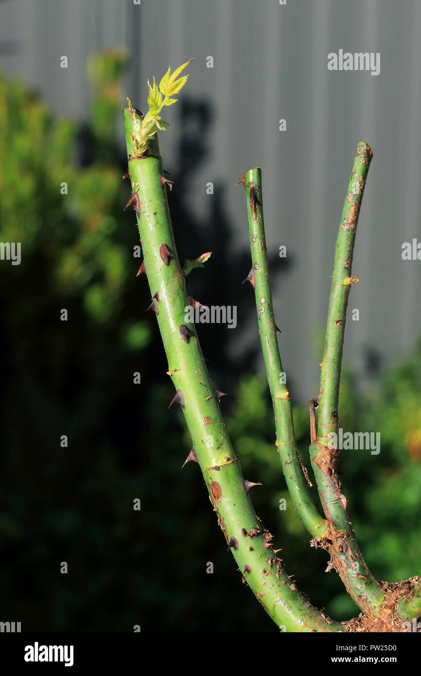 Cuttings with new growth hi-res stock photography and images - Alamy