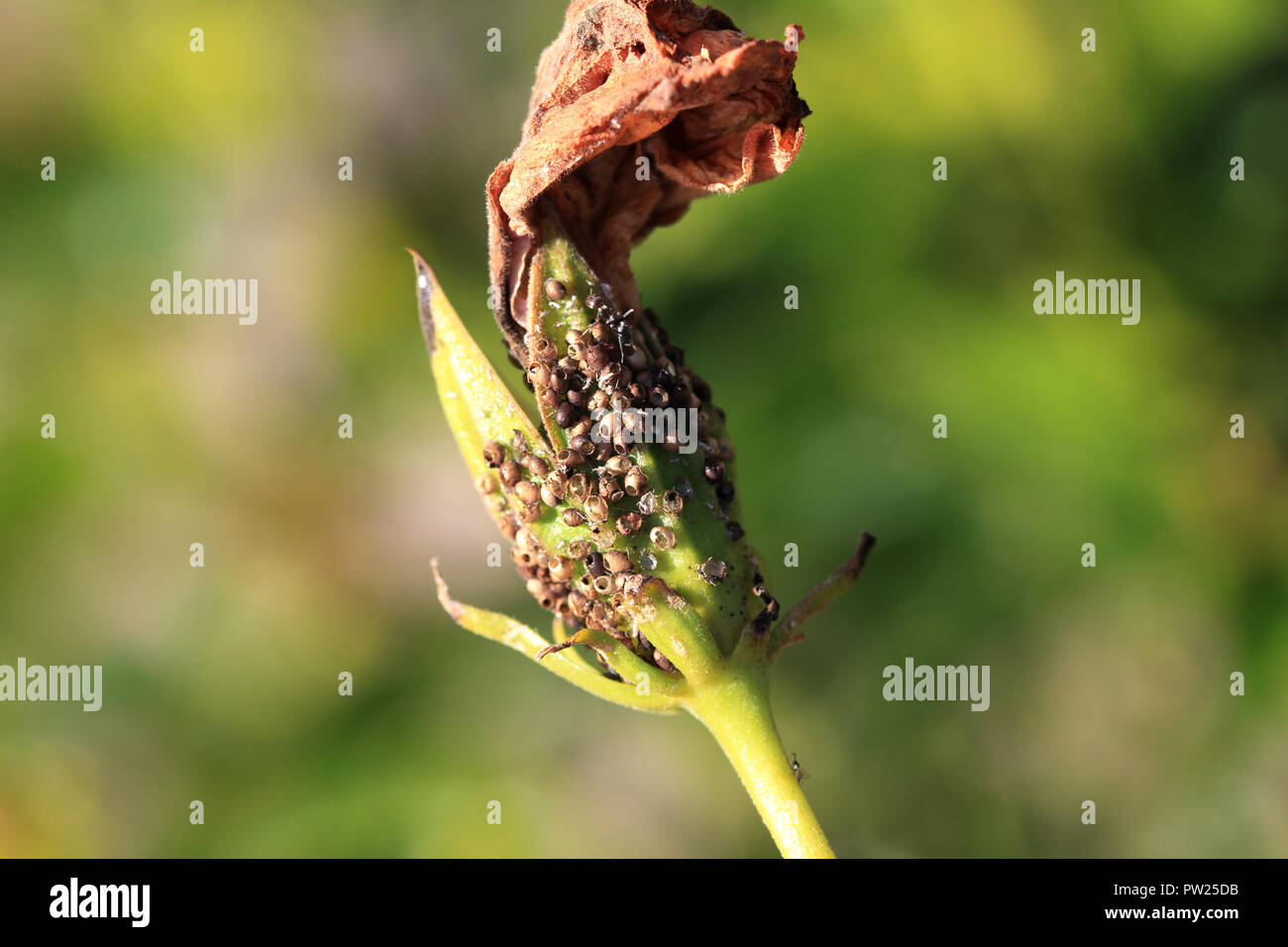 Insect infestation hi-res stock photography and images - Alamy