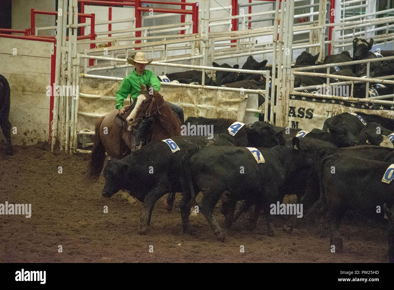 Canadian team cattle penning association hi-res stock photography and ...