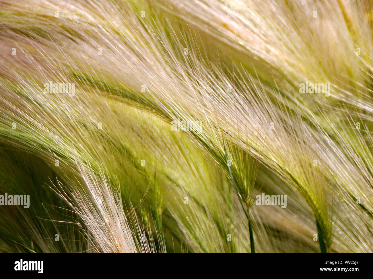 Closeup of wild prairie grass bending in wind Stock Photo - Alamy