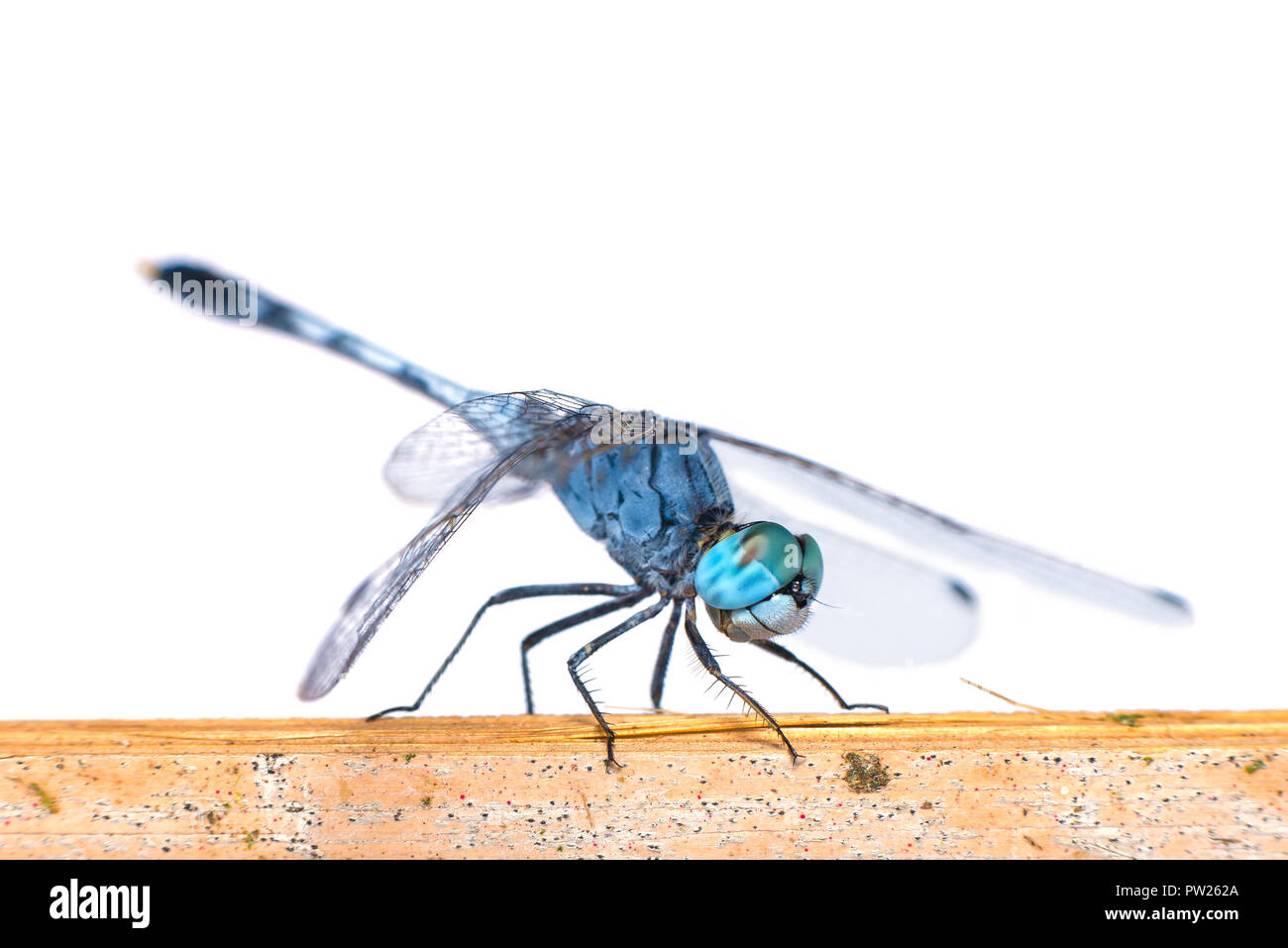 The Ground Skimmer dragonfly isolated on white background Stock Photo ...