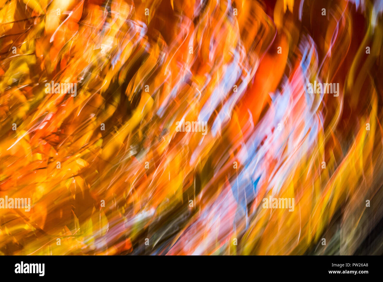 Abstract horizontal image of fall foliage in a swirl of brilliant color ...