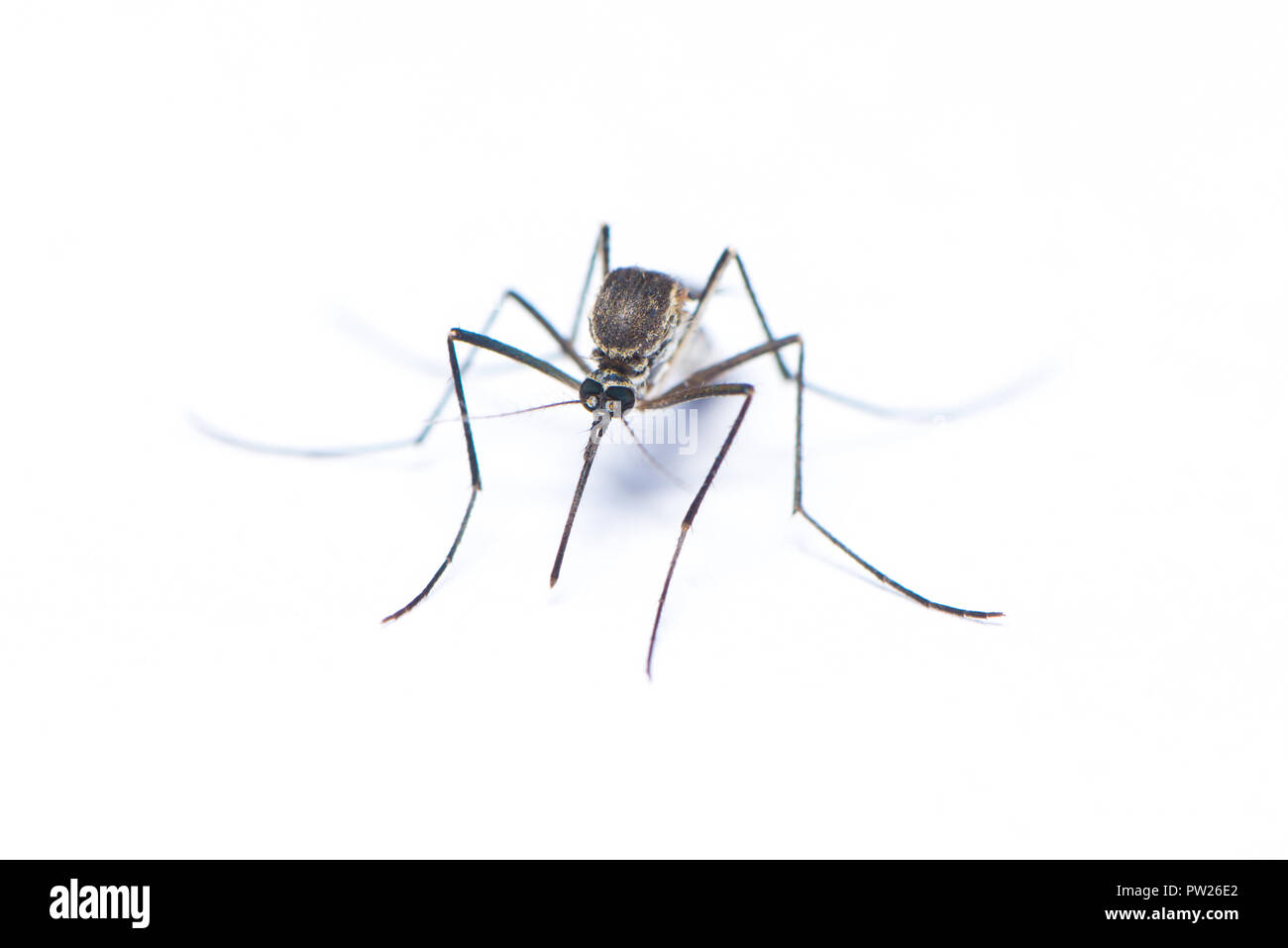 Asian tiger mosquito isolated on white background Stock Photo - Alamy