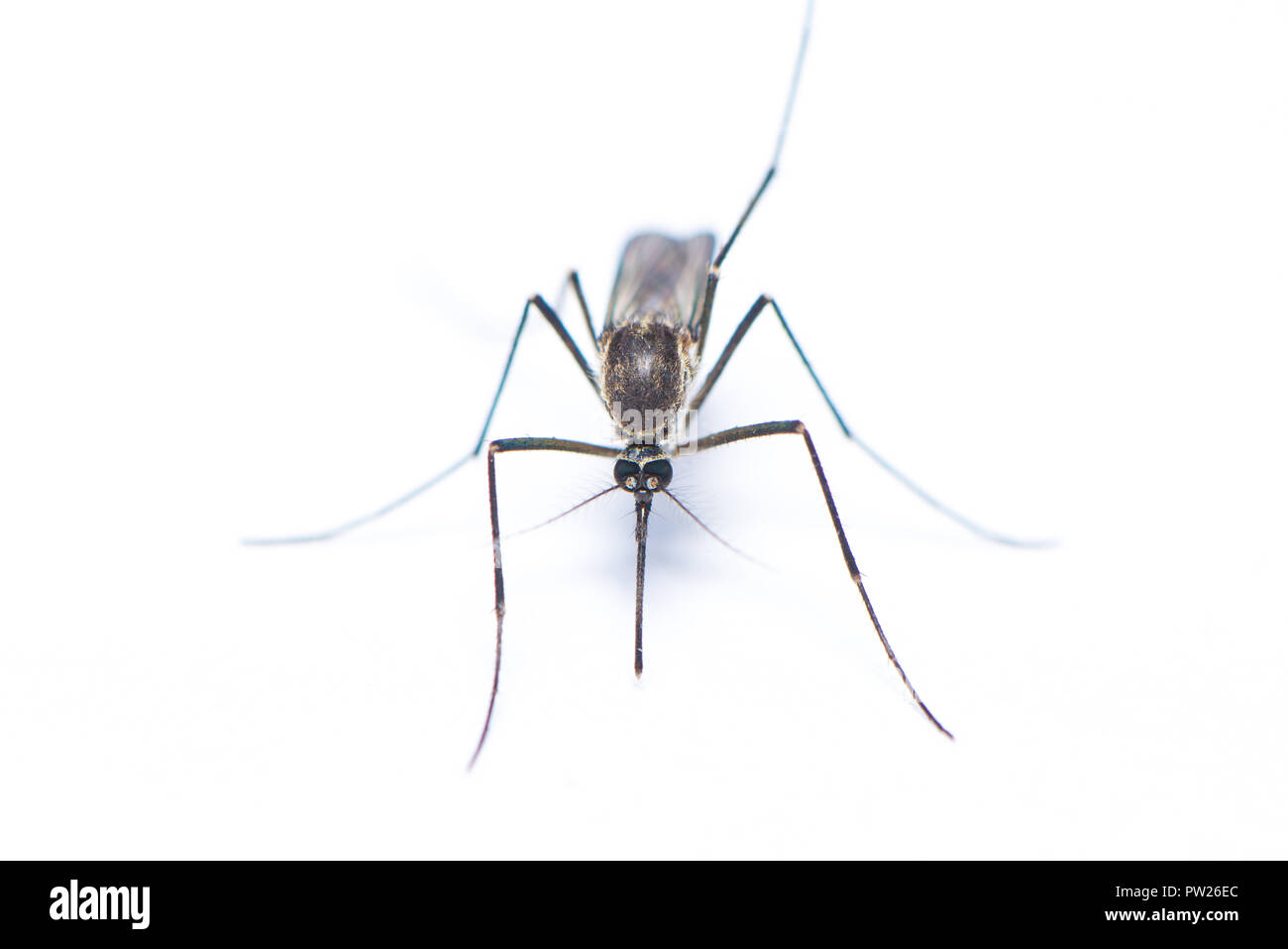 Asian tiger mosquito isolated on white background Stock Photo - Alamy
