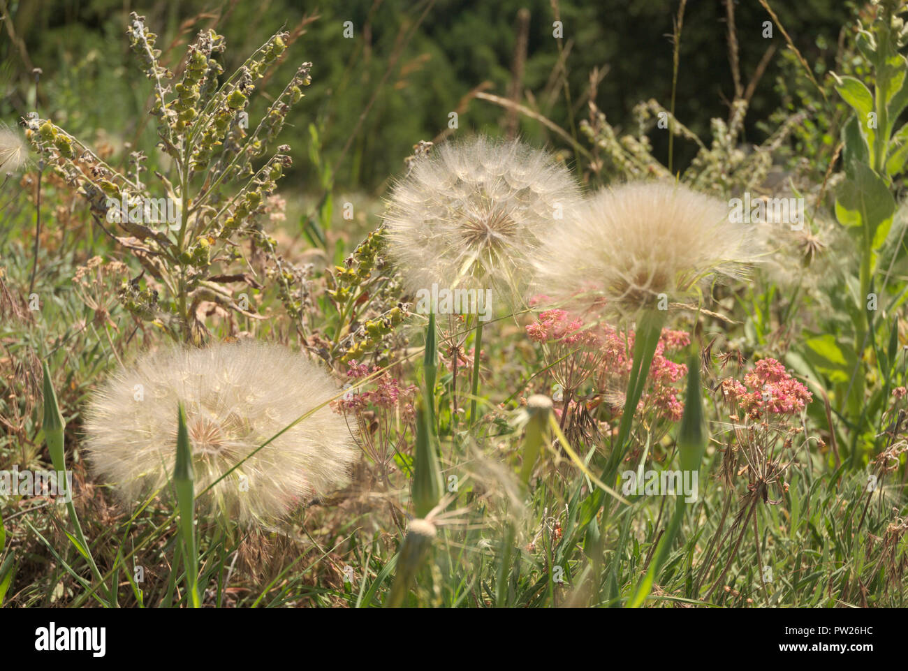 Dandelions on Mount Kobau, British Columbia, Canada Stock Photo - Alamy