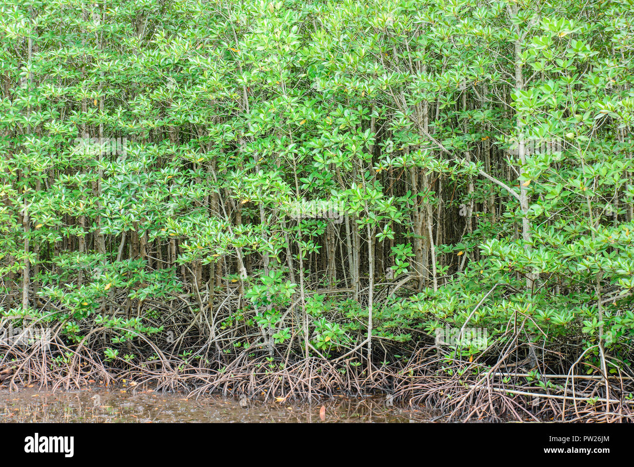 Mangrove root close up hi-res stock photography and images - Alamy