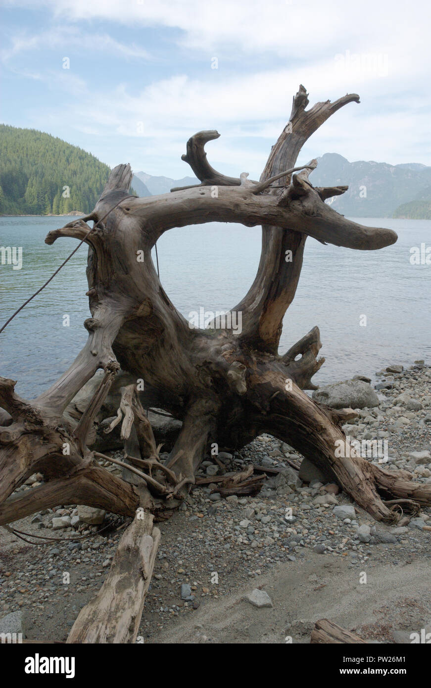 Driftwood at Stave Lake in Mission, British Columbia, Canada Stock ...